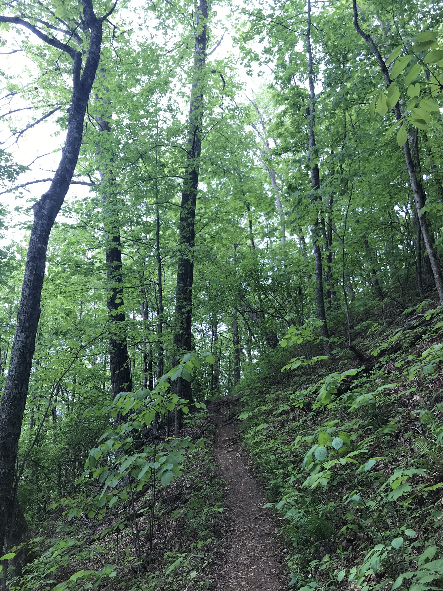 2019-Day 17: dog envy edition – Escape to Which Mountain