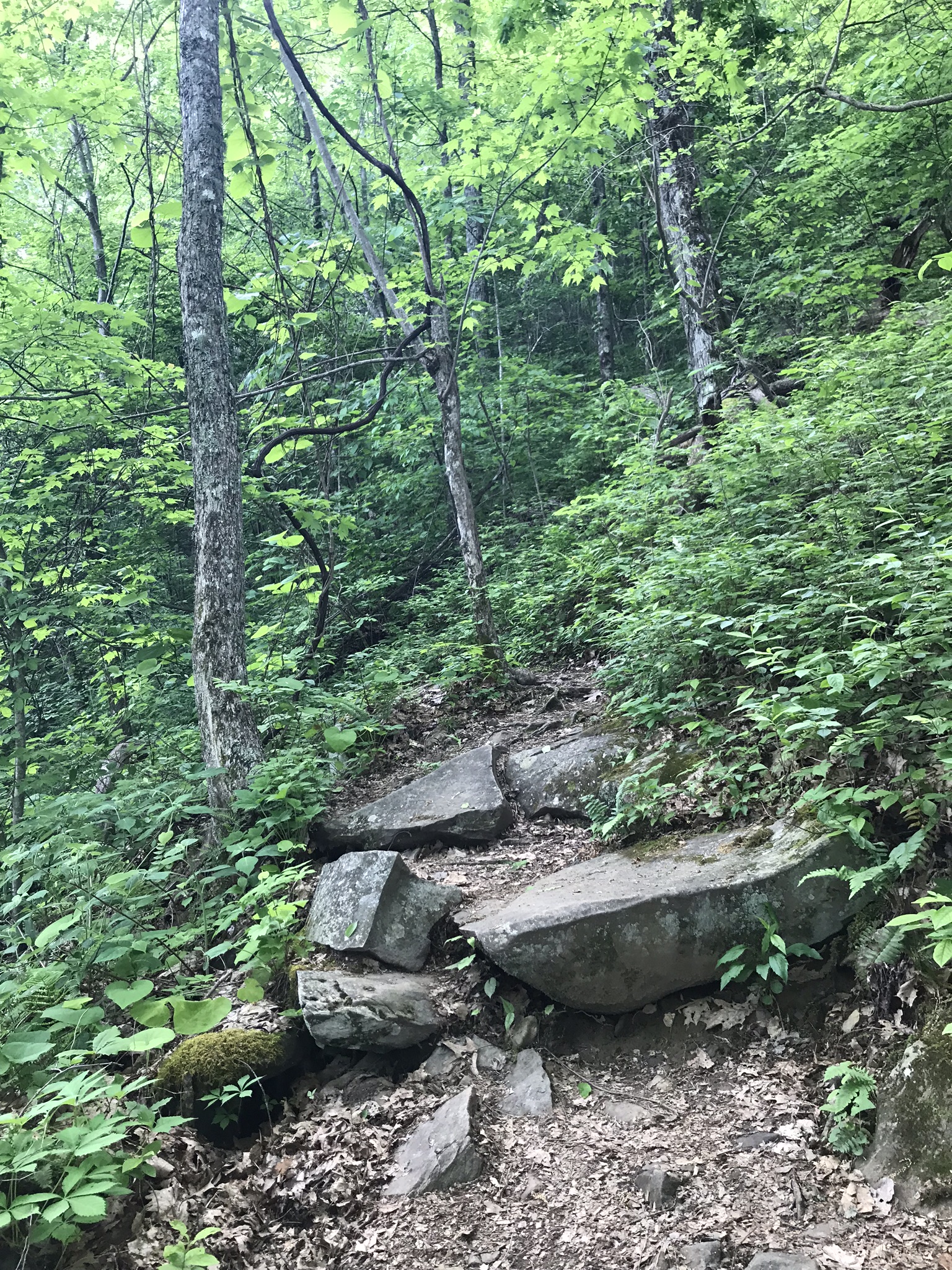 2019-Day 17: dog envy edition – Escape to Which Mountain